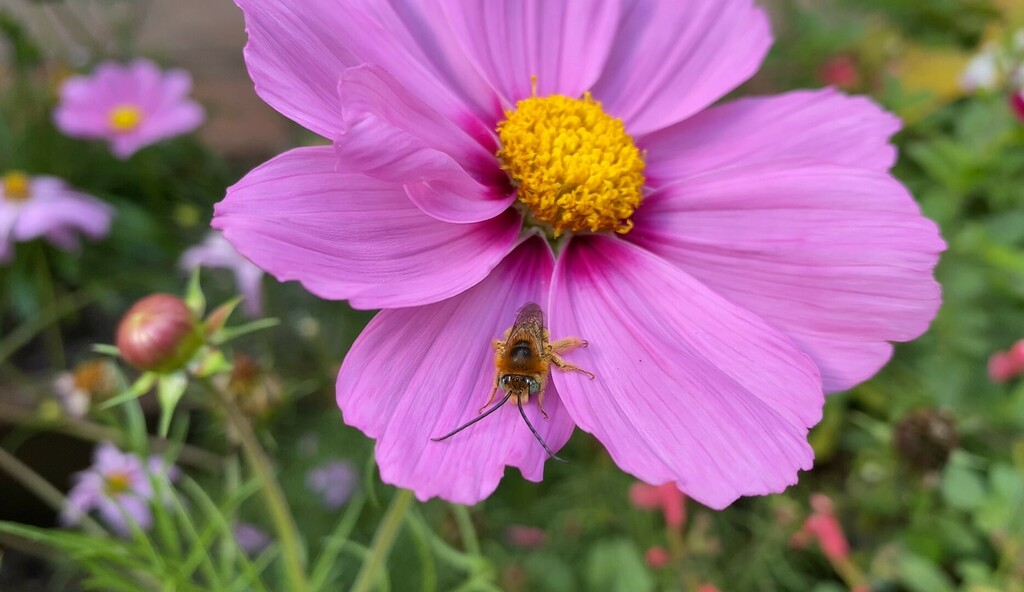 Longhorn Bees from Paraíso Colibrí on August 31, 2020 at 12:42 PM by ...
