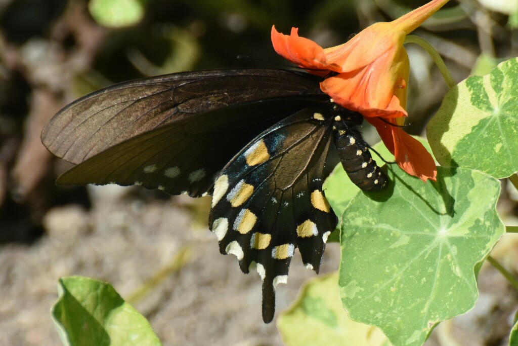 Pipevine Swallowtail from Leeds and Grenville United Counties, ON ...