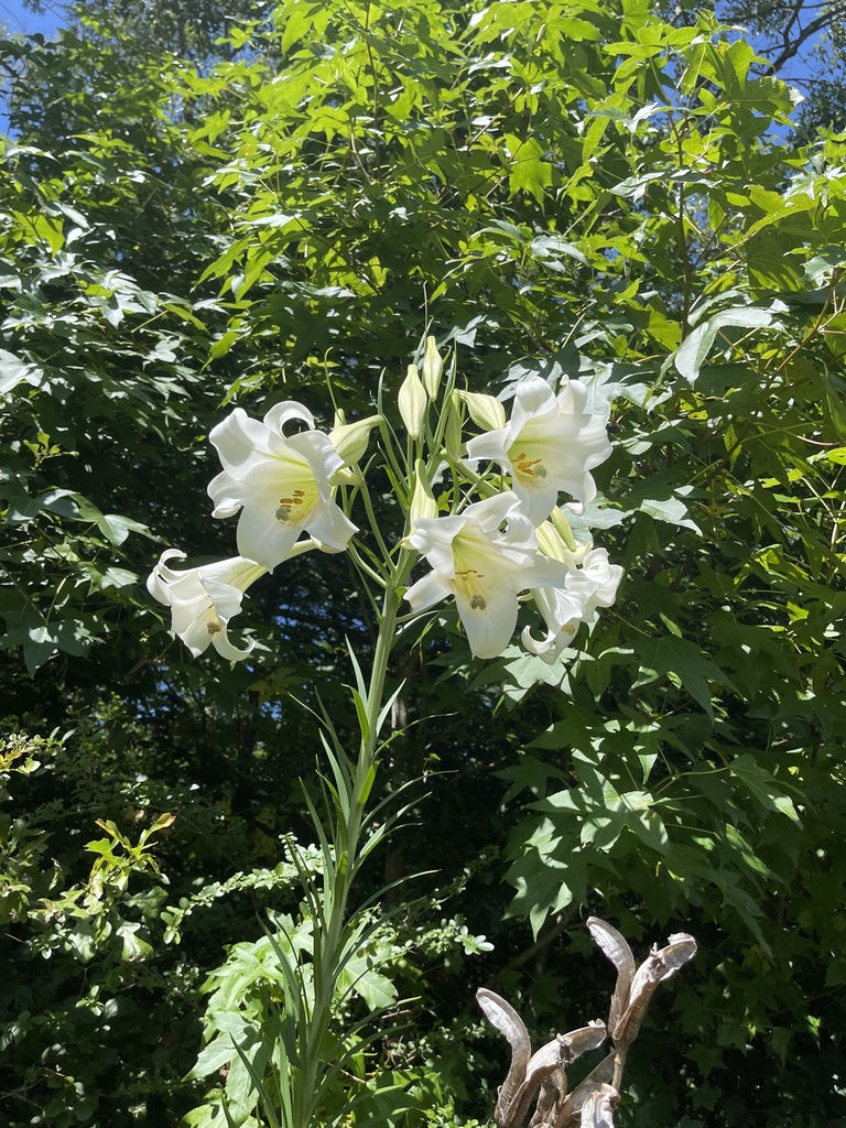 Formosa lily from SR-195, Jasper, AL, US on August 05, 2022 at 10:56 AM ...