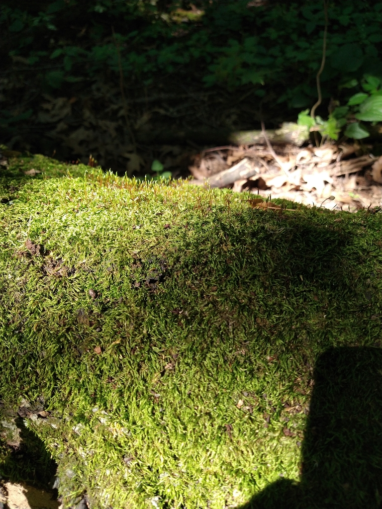 tree-skirt moss from Hayward Township, MN, USA on September 03, 2022 at ...