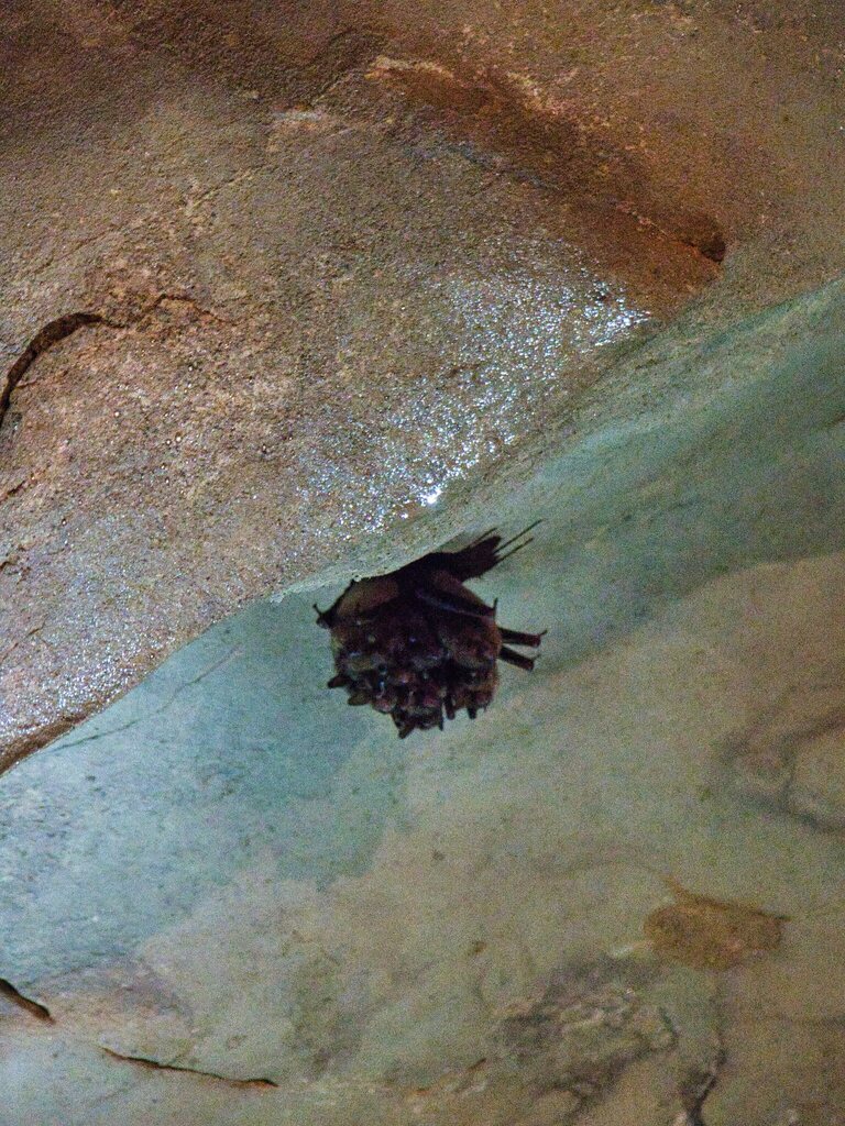 Indiana Bat in May 2022 by Ken · iNaturalist