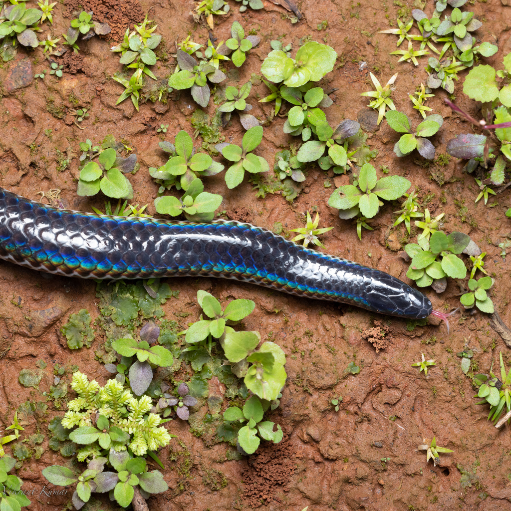 Khaire's black earth snake in August 2022 by Vikrant Kumar. Fairly ...