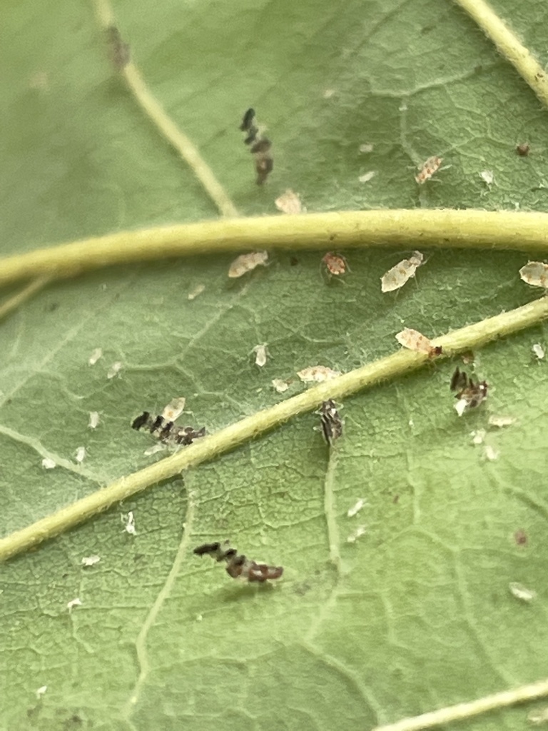 Eastern dusky-winged oak aphid from Moffat Rd, Temple, TX, US on ...