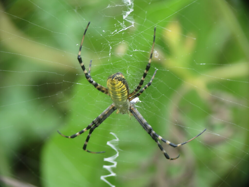Banded Garden Spider from Winnebago County, IL, USA on September 3 ...