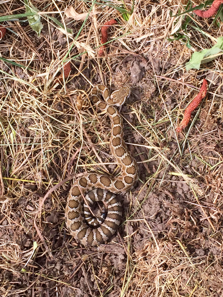 Northern Pacific Rattlesnake from Orofino, ID, US on June 24, 2015 at ...