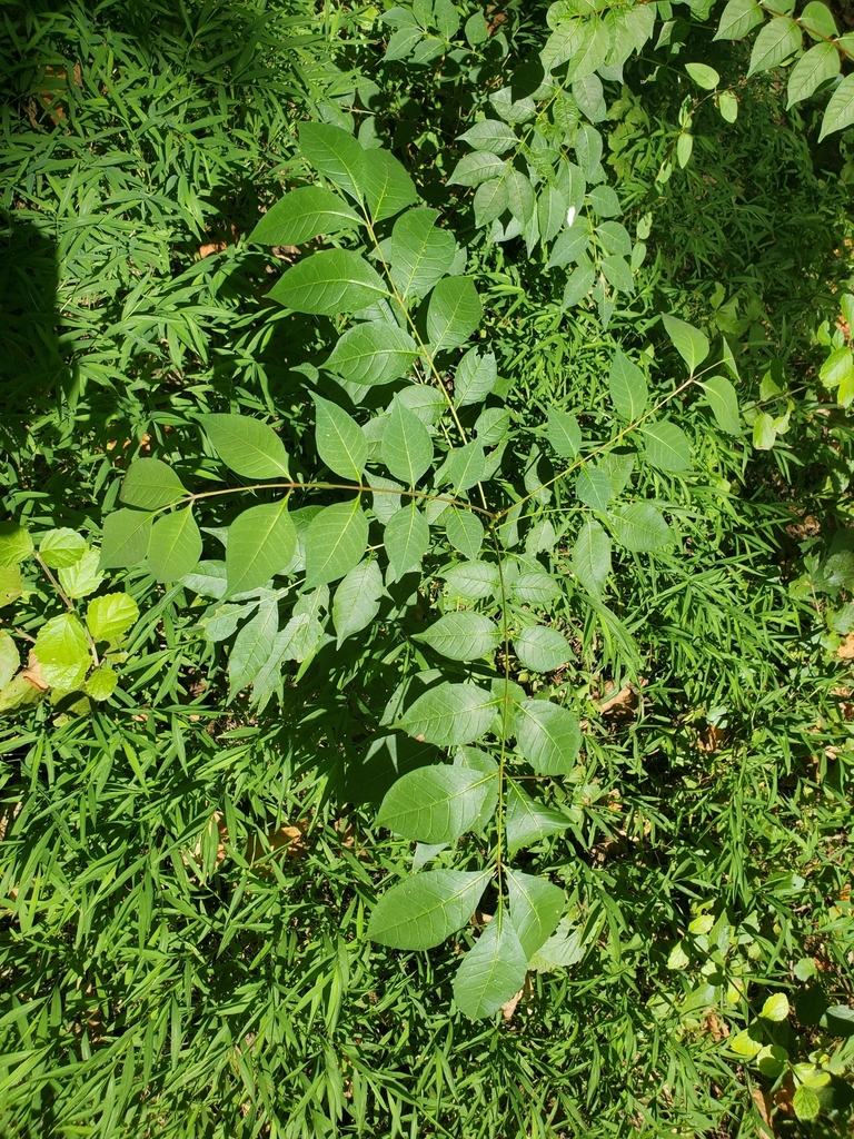 Amur Corktree from Newark, DE 19711, USA on September 03, 2022 at 10:59 ...