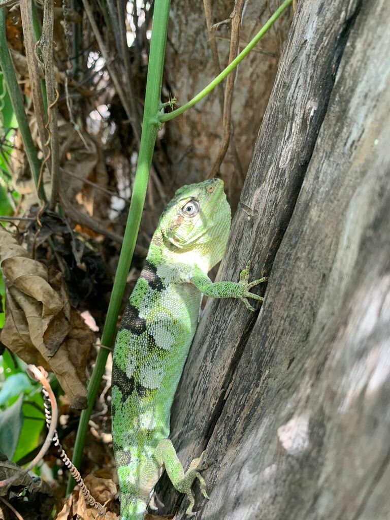 Werner's Monkey Lizard from Arenillas, Ecuador on August 10, 2022 at 02 ...