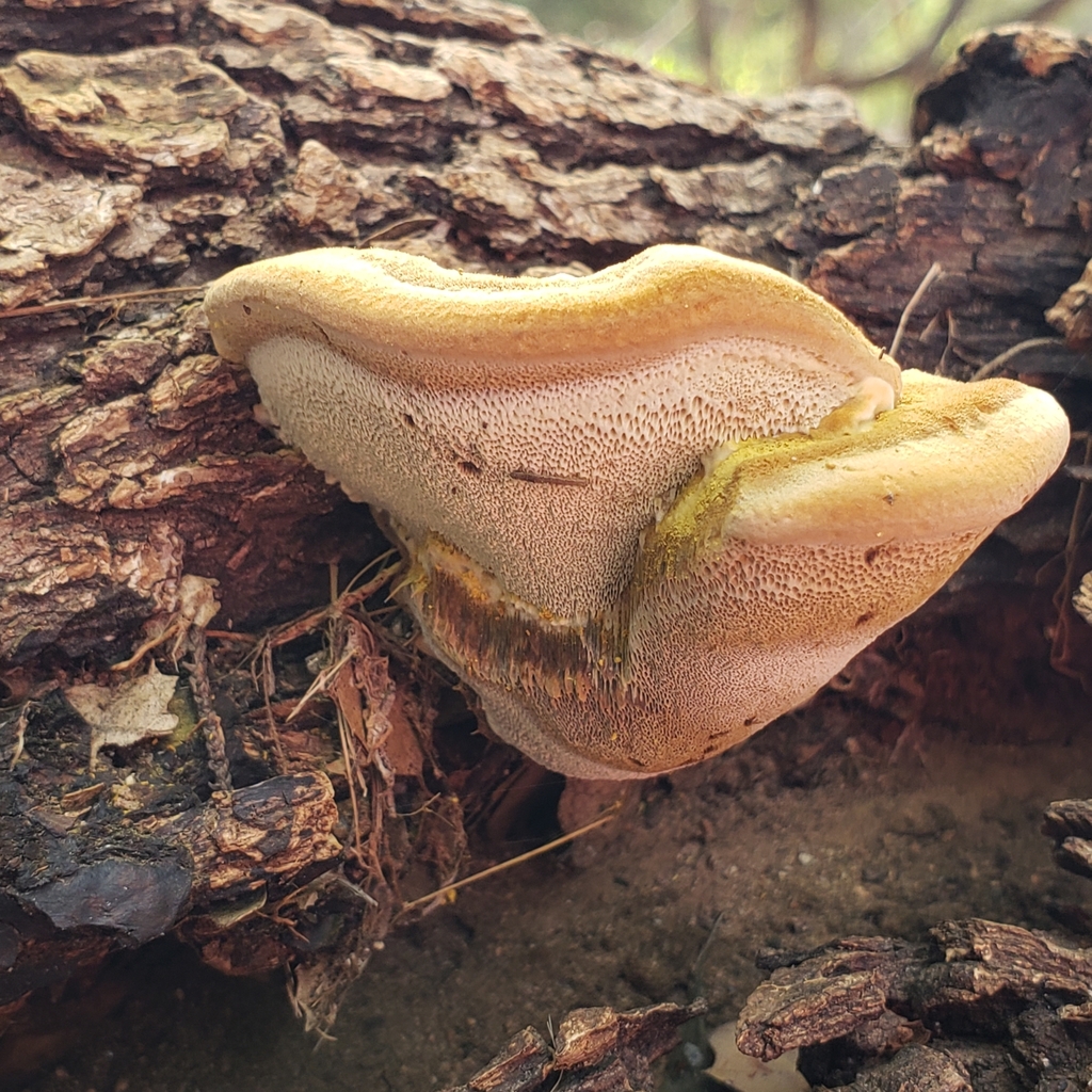 Inocutis dryophila from Ajo, AZ 85321, USA on September 3, 2022 at 08: ...