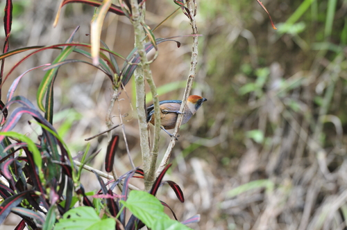 Lesser Antillean Tanager (St. Vincent) (Subspecies Stilpnia cucullata ...