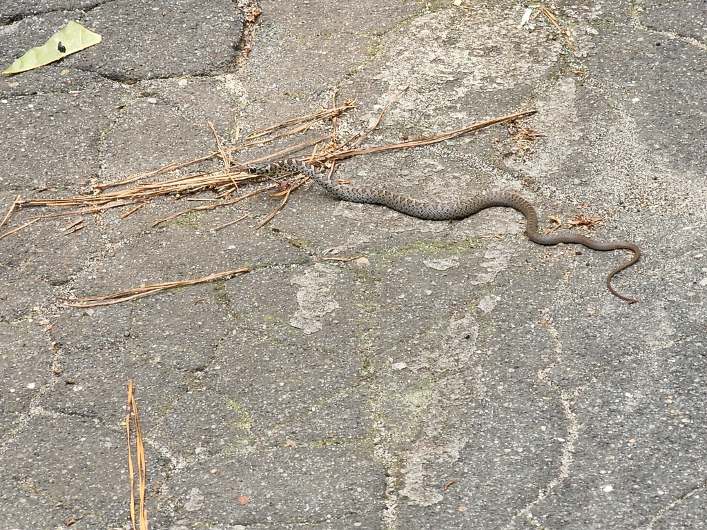 Gimkit - live learning game show