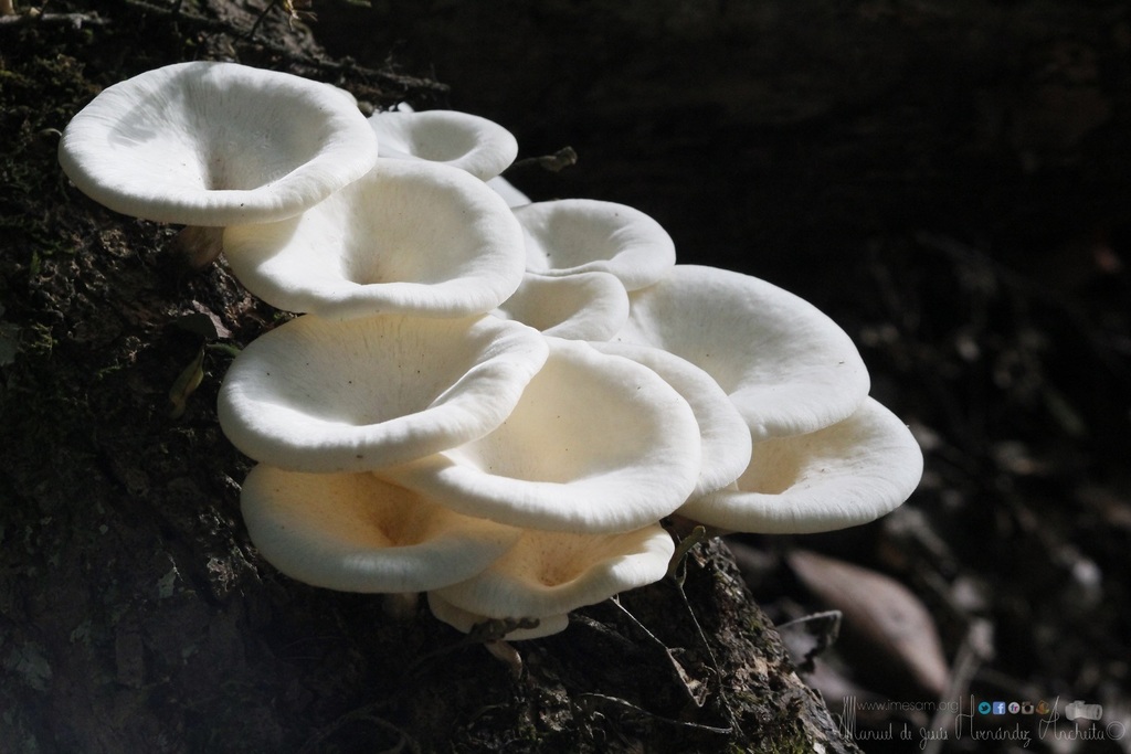 Lentinus scleropus from Carretera Zona Arqueológica Palenque Km. 6.5 ...