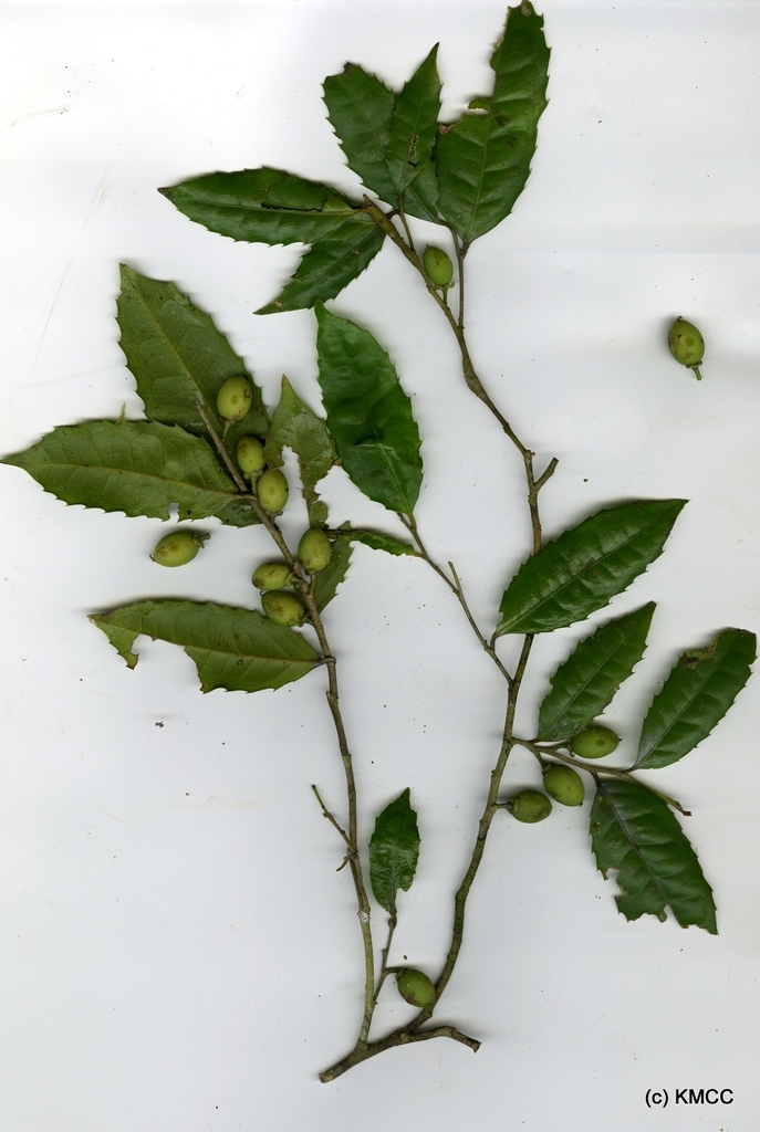 (Drypetes) - Botanical Realm