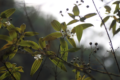 Subespecies Dinophora spenneroides montana · iNaturalist Mexico