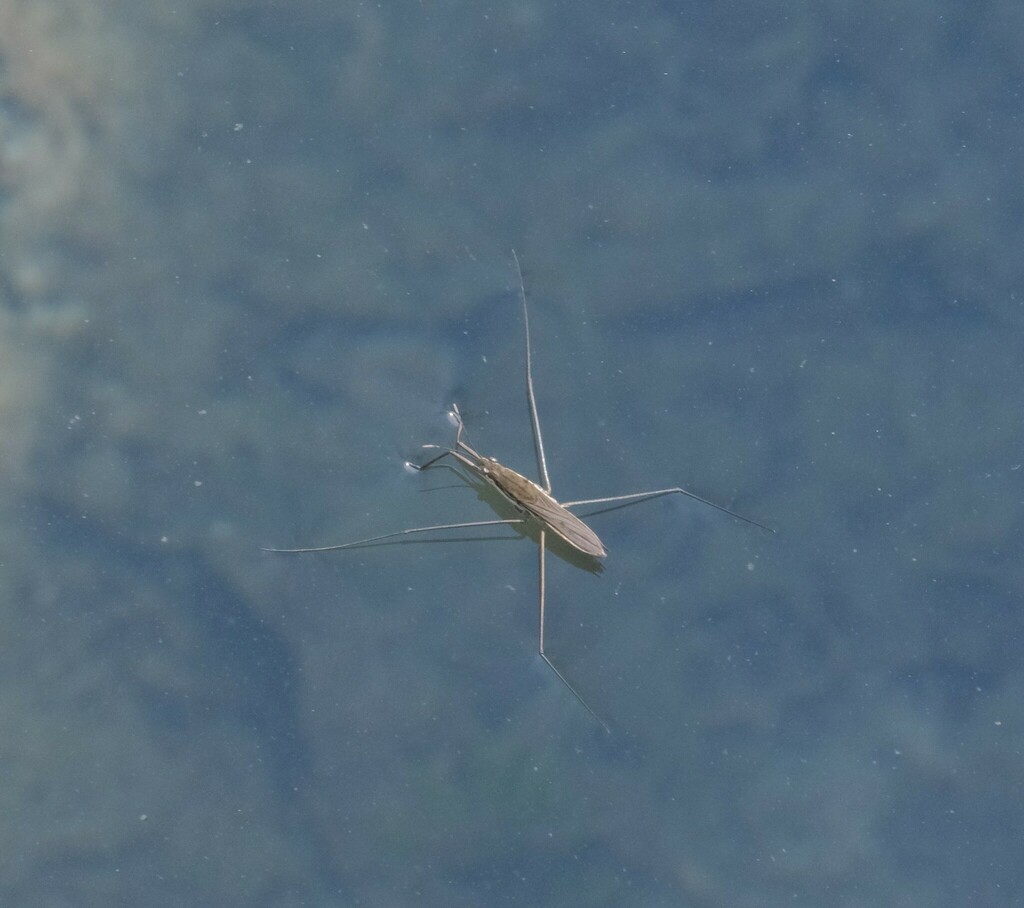 lake pondskater from Luzern, Schweiz on September 02, 2022 at 12:02 PM ...