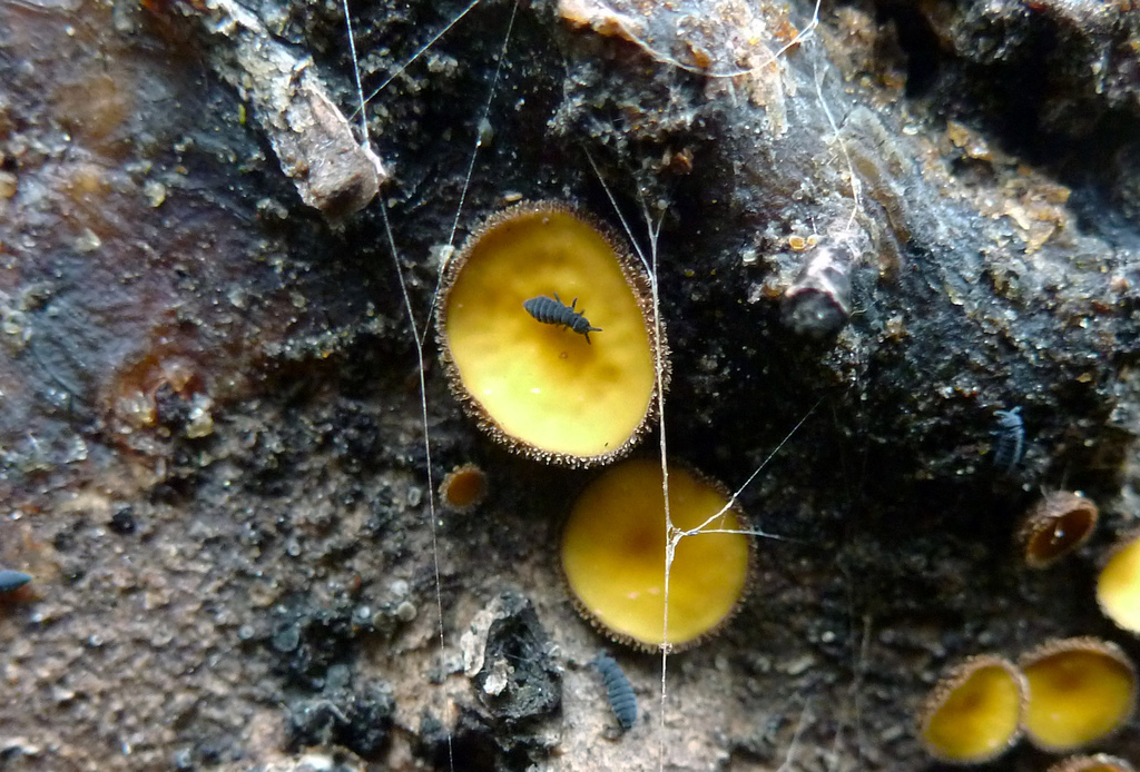 Lachnellula arida (Cup Fungi (Helotiales) of the Pacific Northwest ...