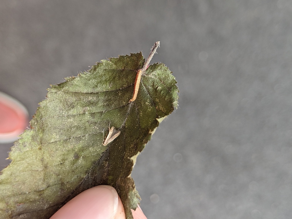 Birch Casebearer Moth in August 2022 by privatenoaccess. Reared adult ...
