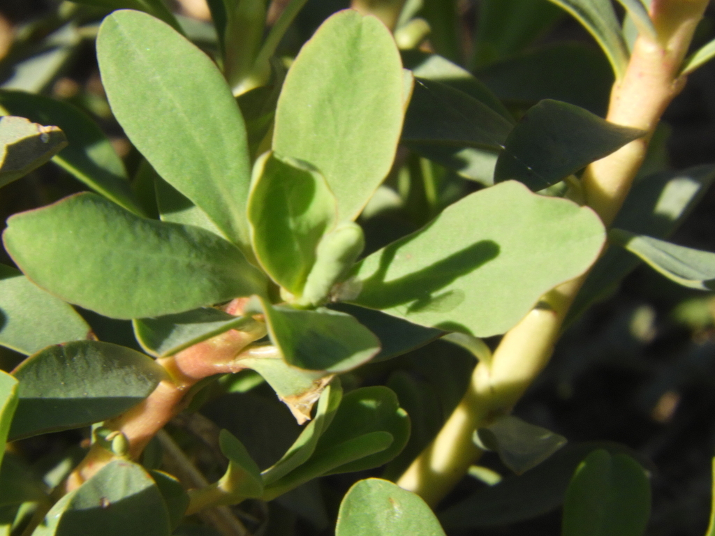 plants from Gral. Acha, La Pampa, Argentina on September 2, 2022 at 04: ...