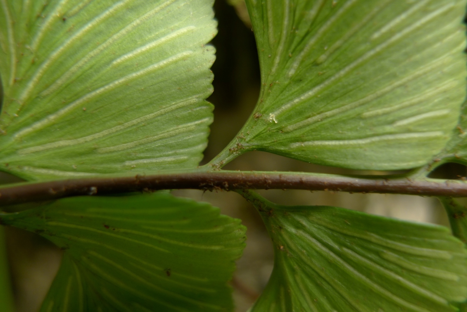 Asplenium listeri C.Chr.