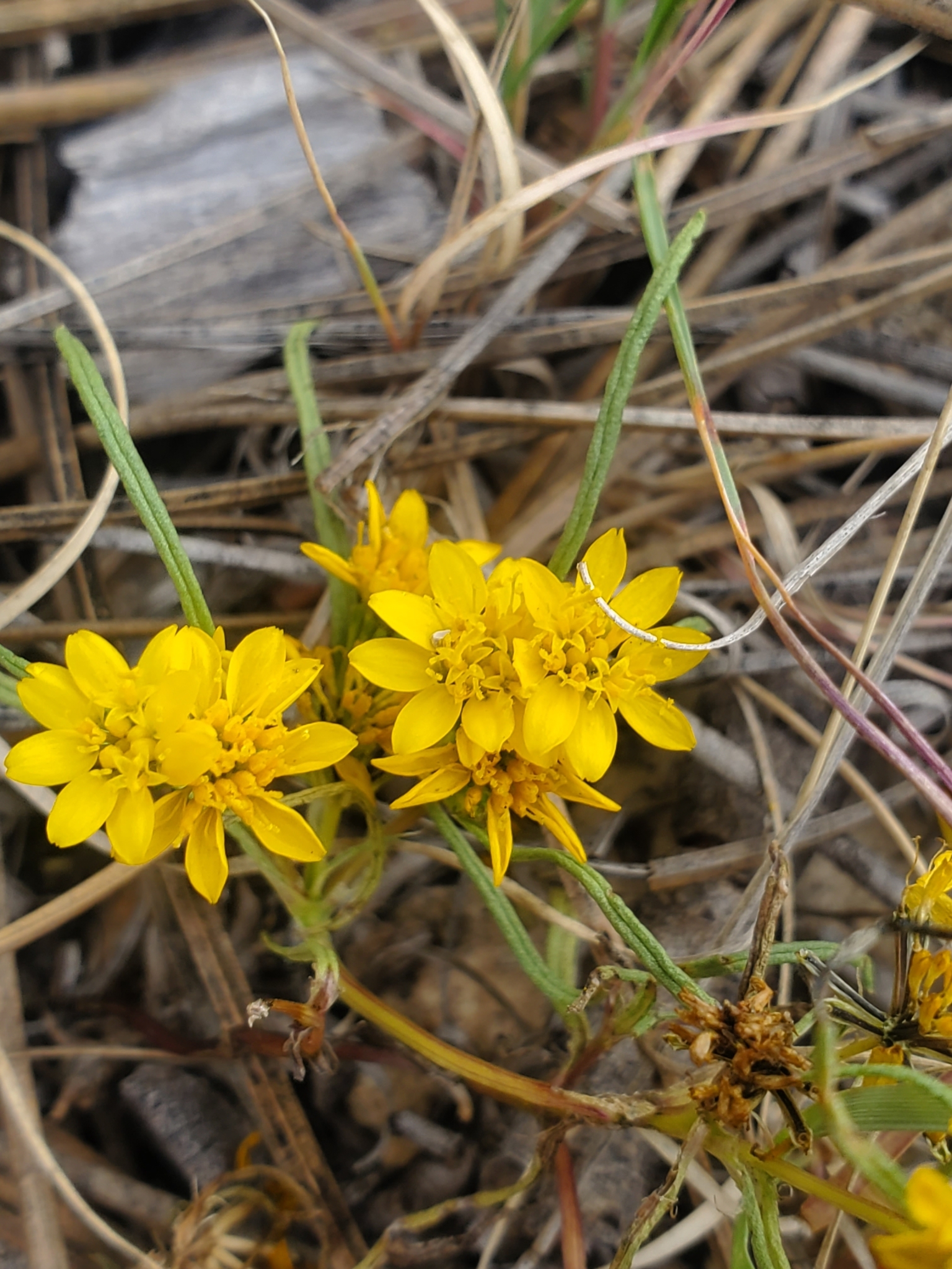 Pectis angustifolia Torr.