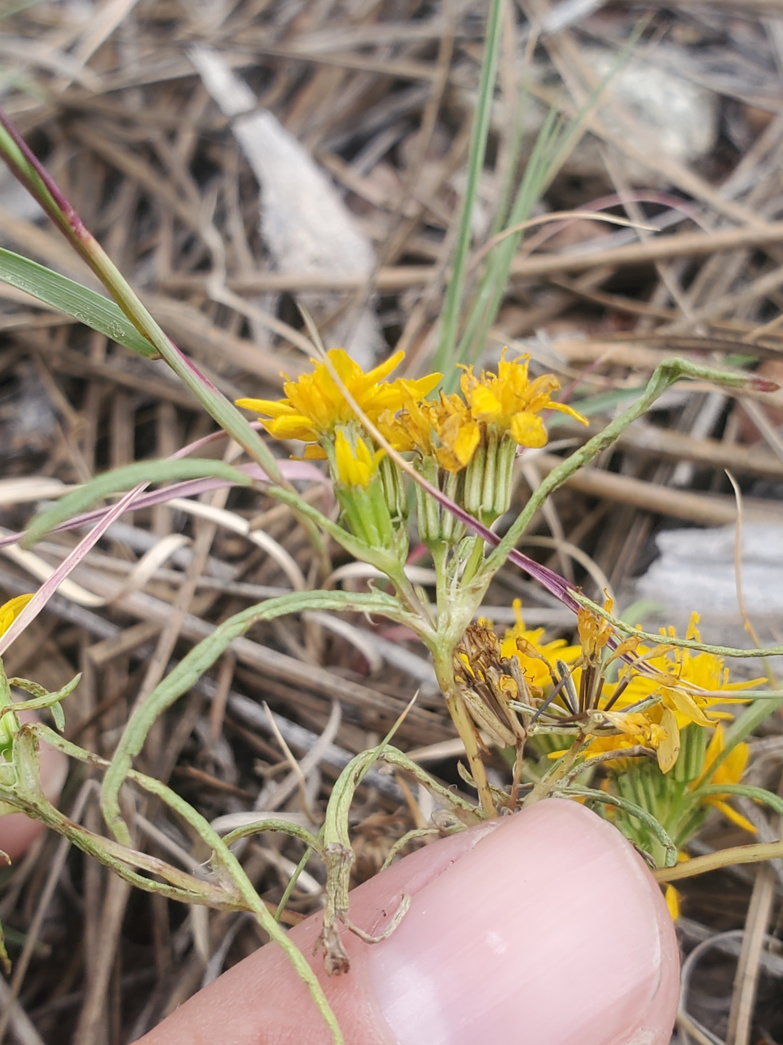 Pectis angustifolia Torr.