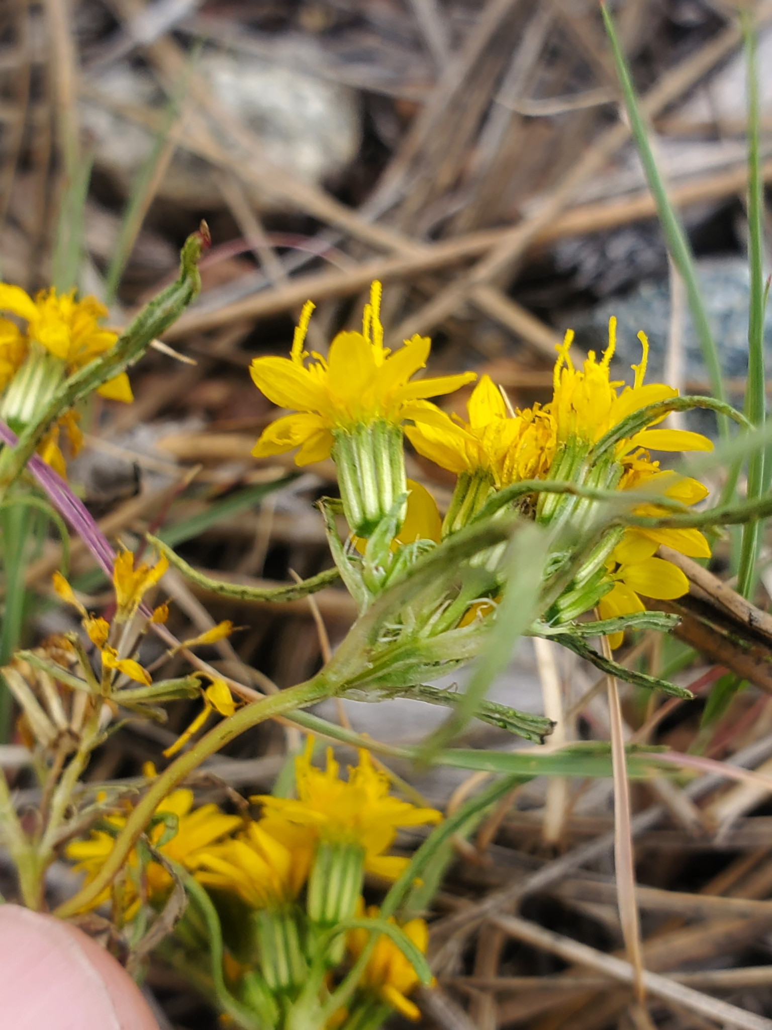Pectis angustifolia Torr.