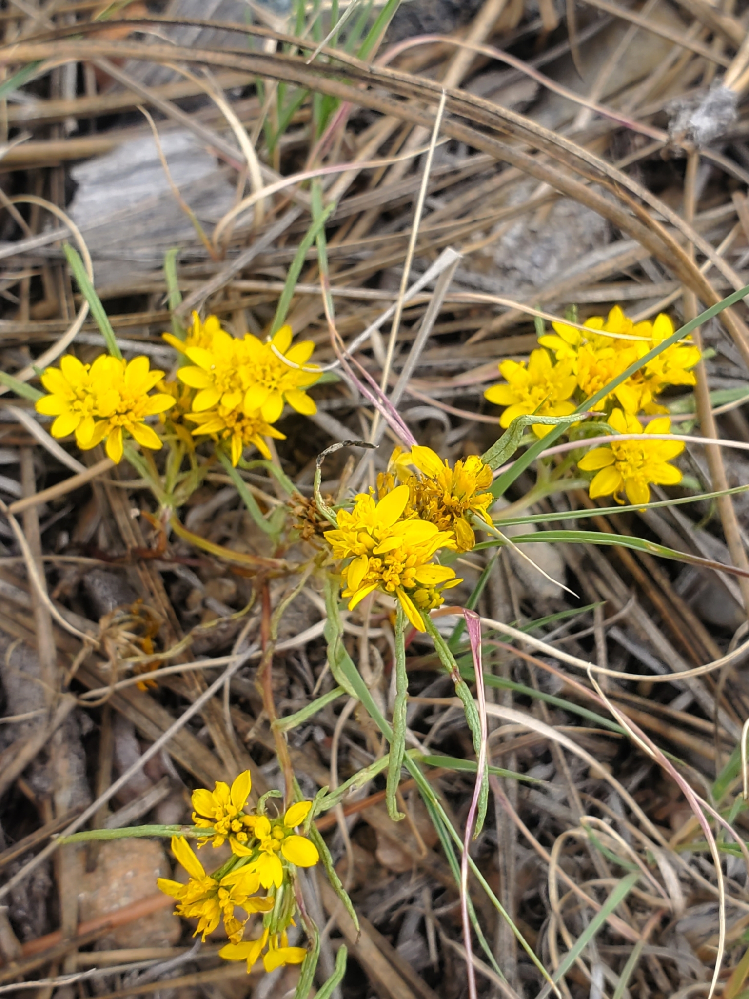 Pectis angustifolia Torr.