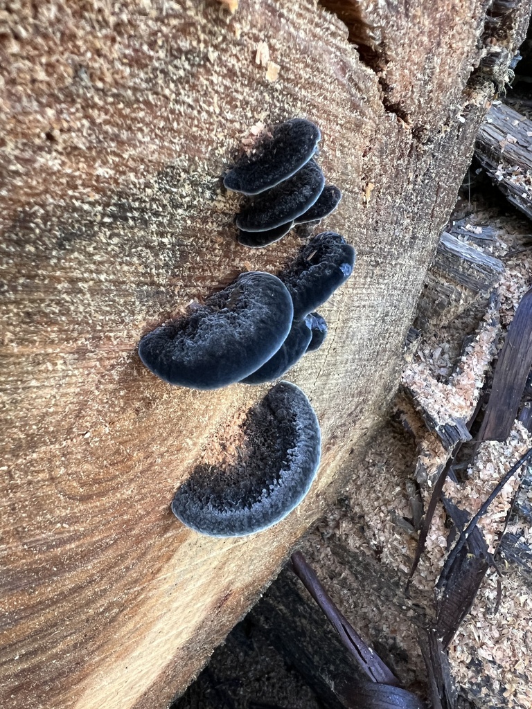 Blue Cheese Polypore from Marysville State Forest, Narbethong, VIC, AU ...