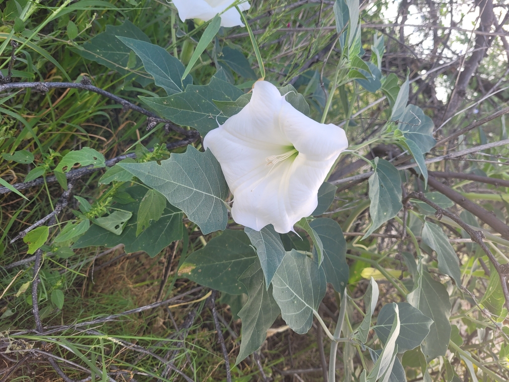 Sacred Datura from Oro Valley, AZ 85755, USA on September 03, 2022 at ...