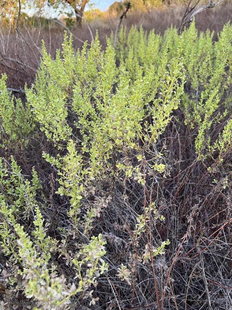 coyote brush from 2577 Encinal Canyon Rd, Malibu, CA 90265, USA on ...
