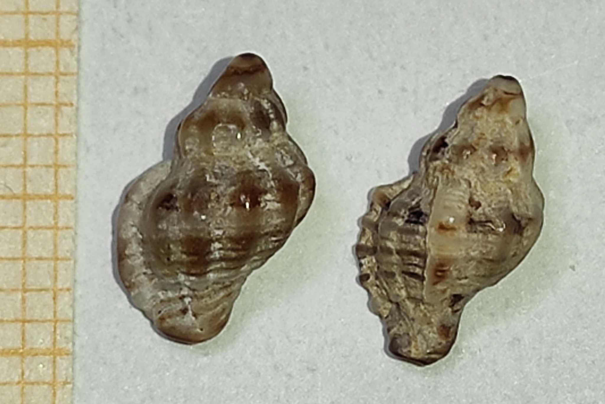 Ocenebra edwardsii (Payraudeau, 1826)