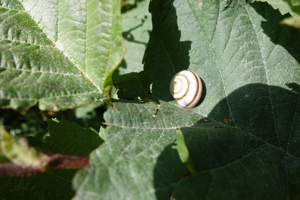 Helicoid Land Snails from Черекский район on August 14, 2022 at 10:06 ...