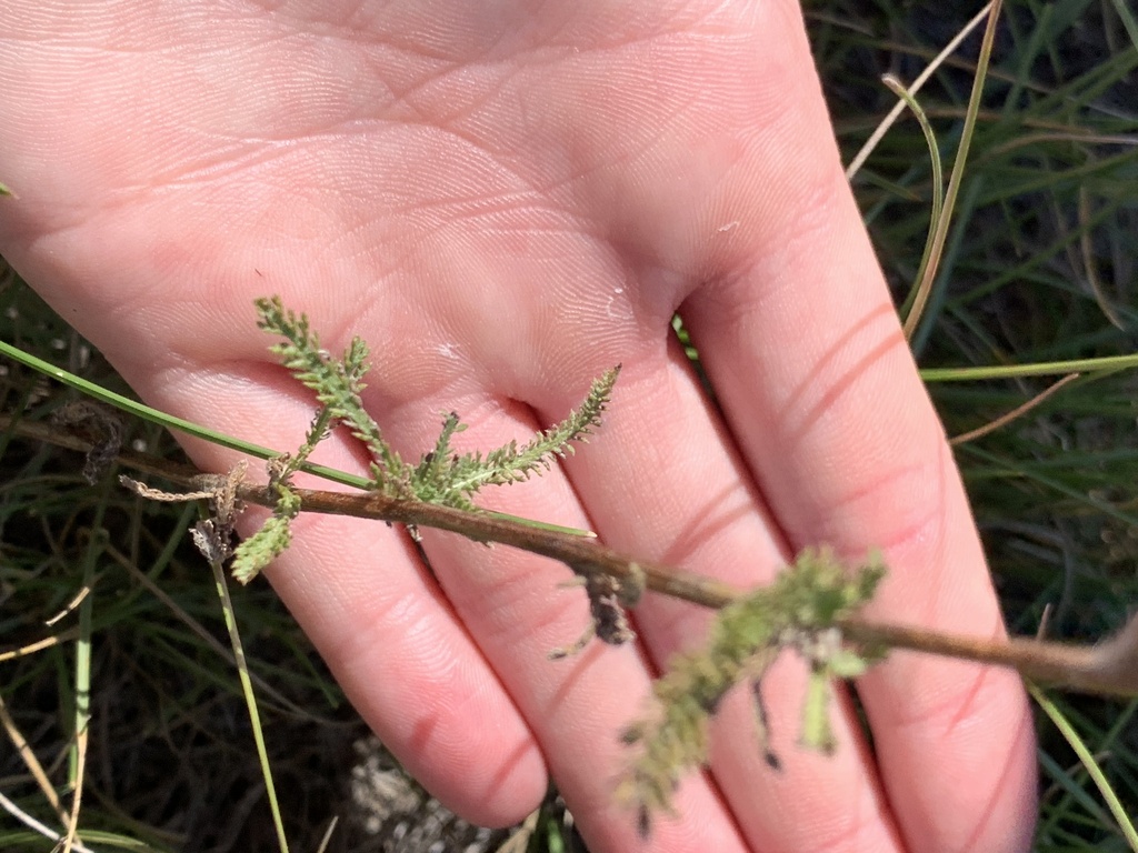 common yarrow from N.E. Development Area, Saskatoon, SK, CA on ...