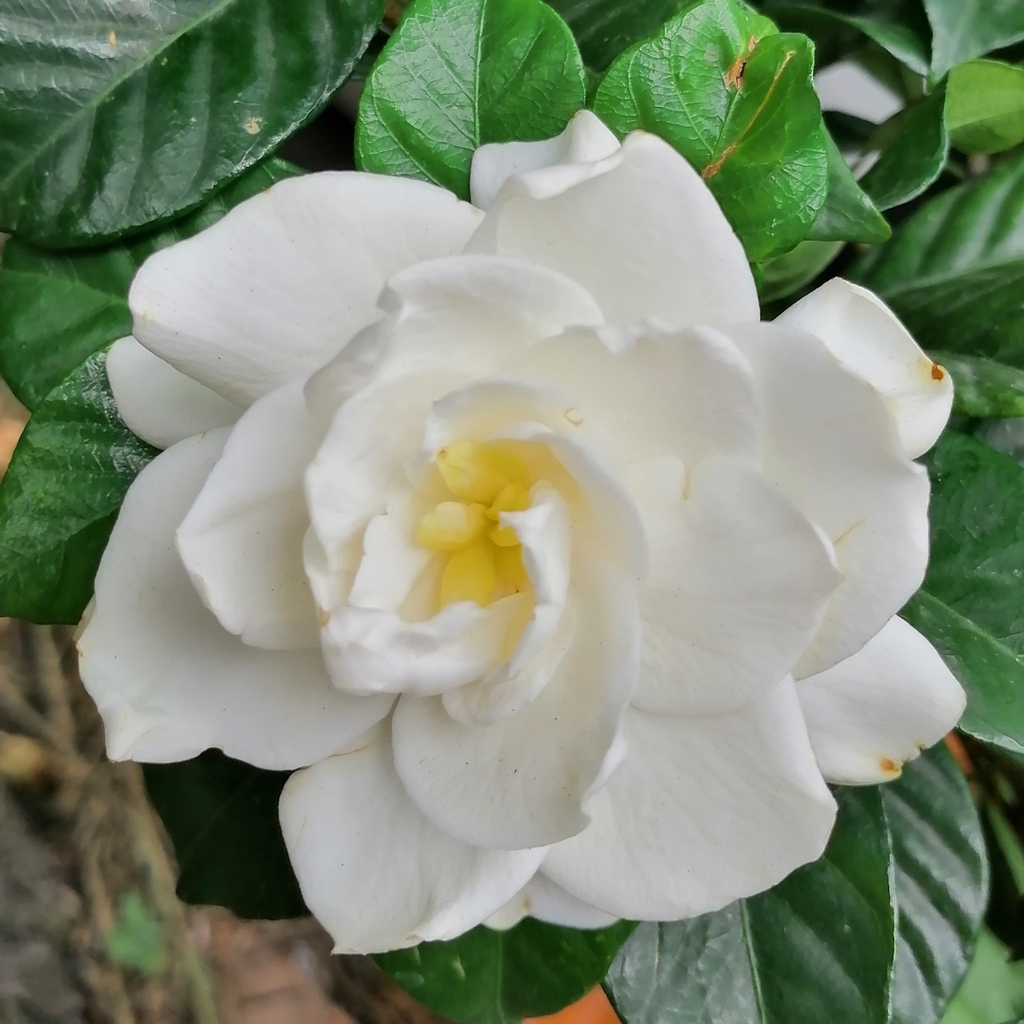 Fortune's Cape Jasmine from 04100 Ciudad de México, México on September ...