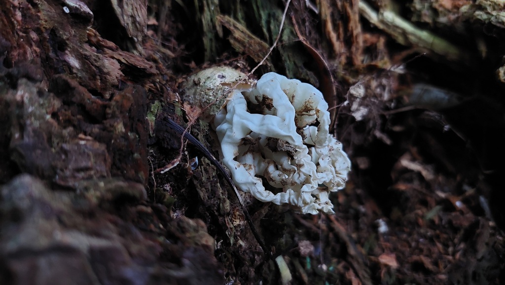 white basket fungus in August 2022 by elainee. Growing out of old tree ...
