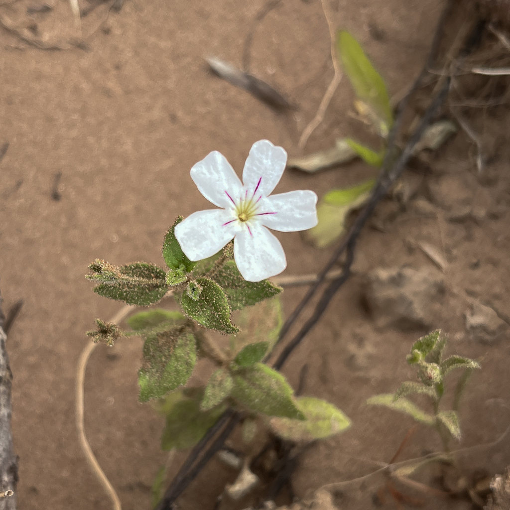 Sticky Jaybee from Fish River Canyon, Namibia on August 14, 2022 at 08: ...