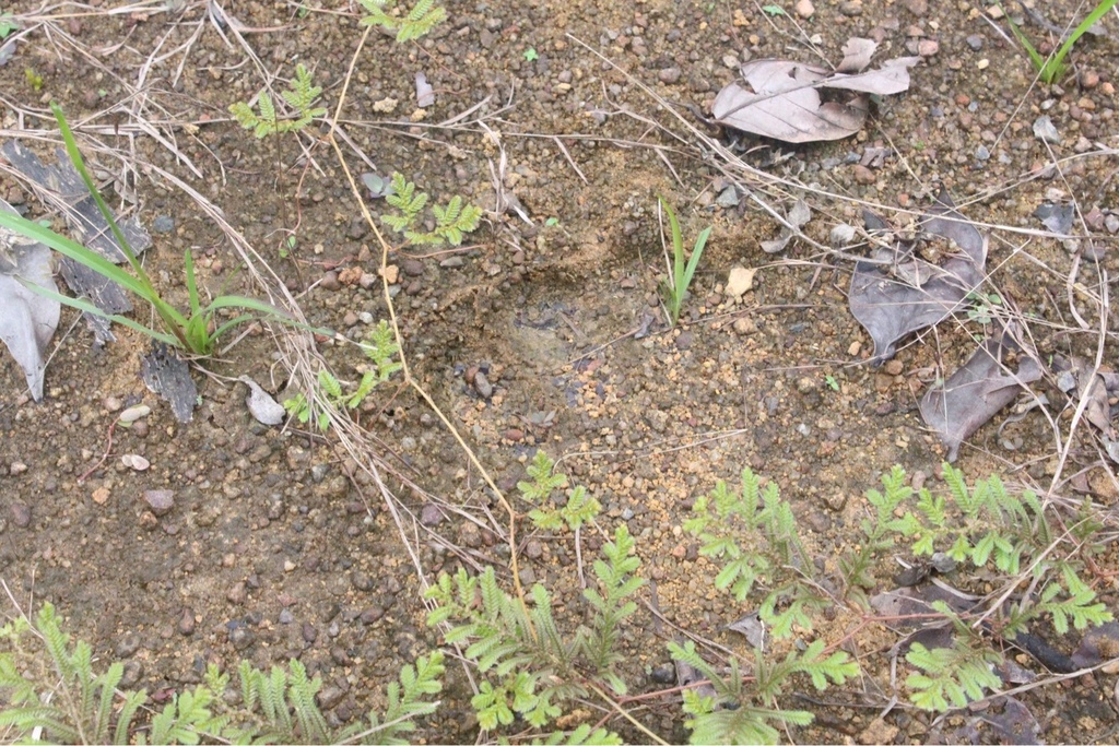 Western Gorilla in September 2017 by Andrew Cauldwell. Knuckle spoor ...