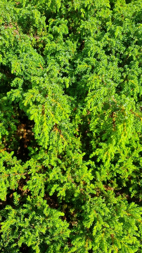 Azores juniper from Cedros, 9900, Portugal on September 03, 2022 at 04: ...