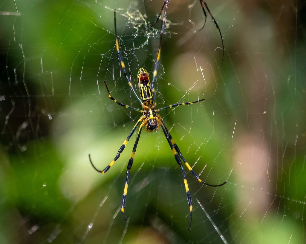 Joro Spider from Athens on August 29, 2022 at 07:50 PM by lordbork ...