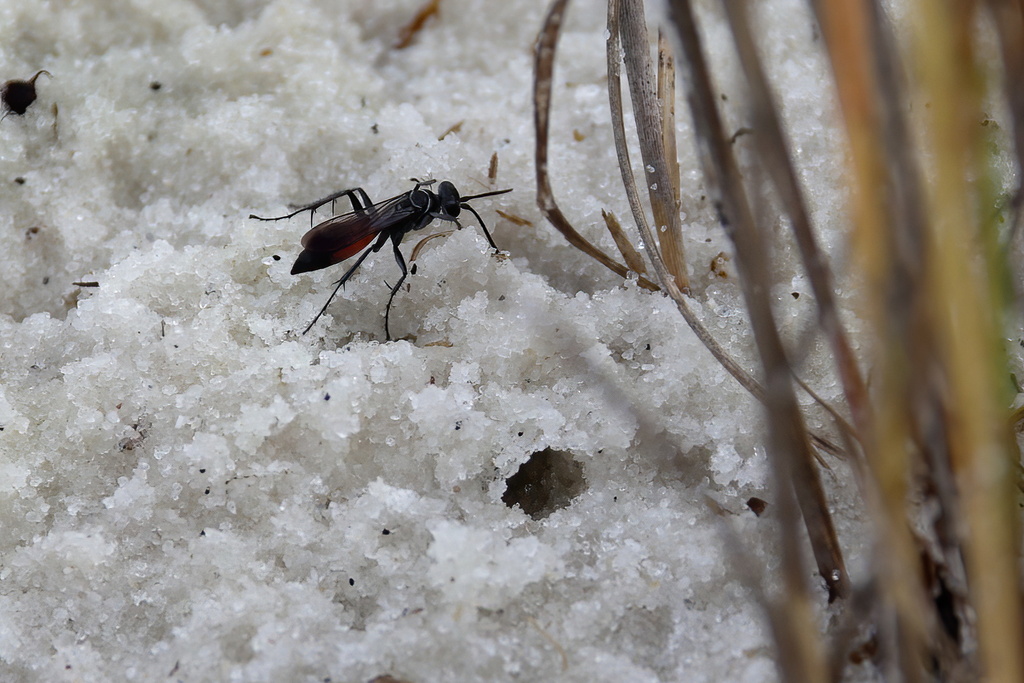 Spider Wasps from Bon Secour National Wildlife Refuge, Baldwin, Alabama ...