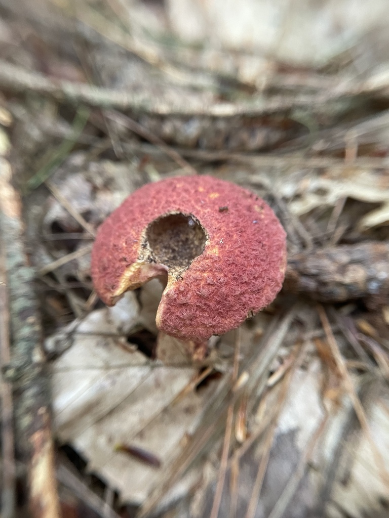 Painted Suillus from Cherokee National Forest, Hampton, TN, US on ...