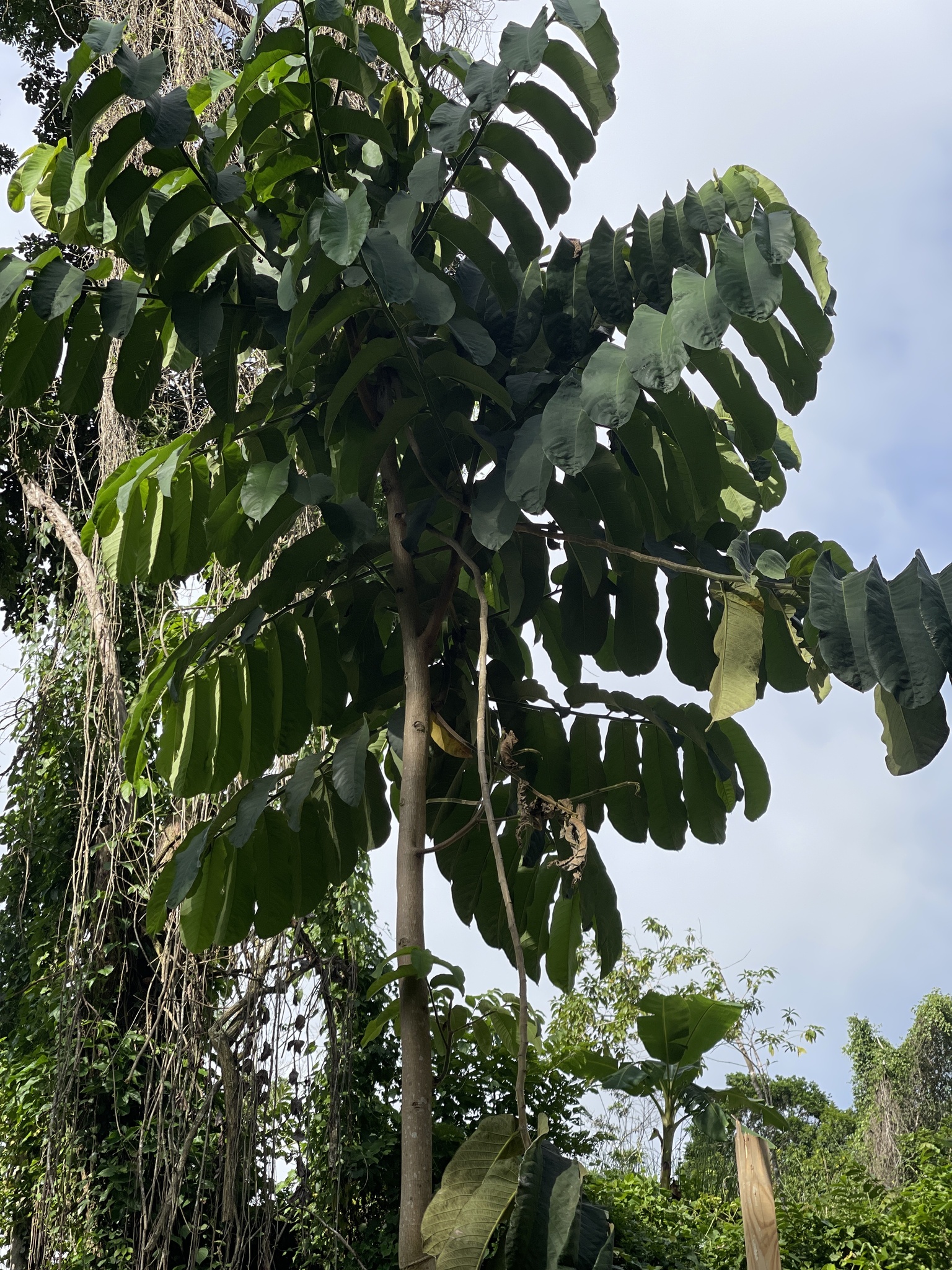 Castilla elastica Cerv.