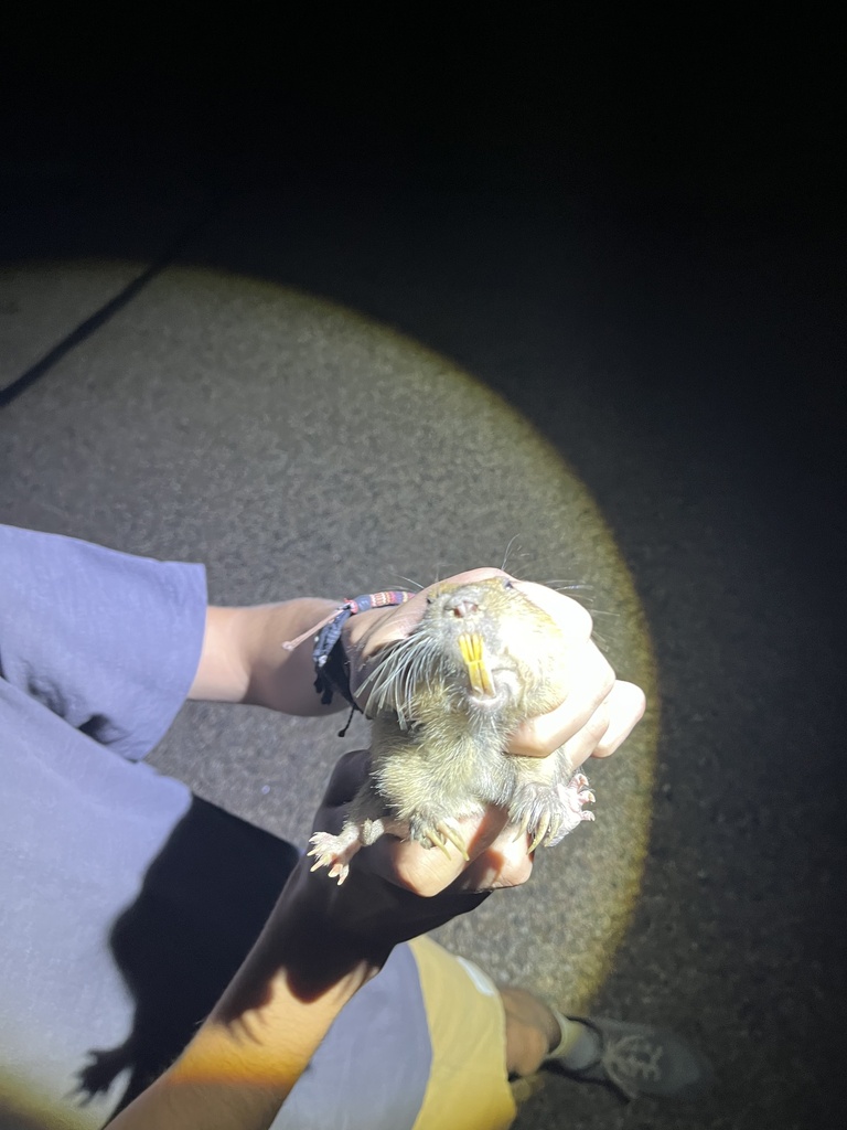 Yellow-faced Pocket Gopher from SH-109, La Junta, CO, US on September 2 ...