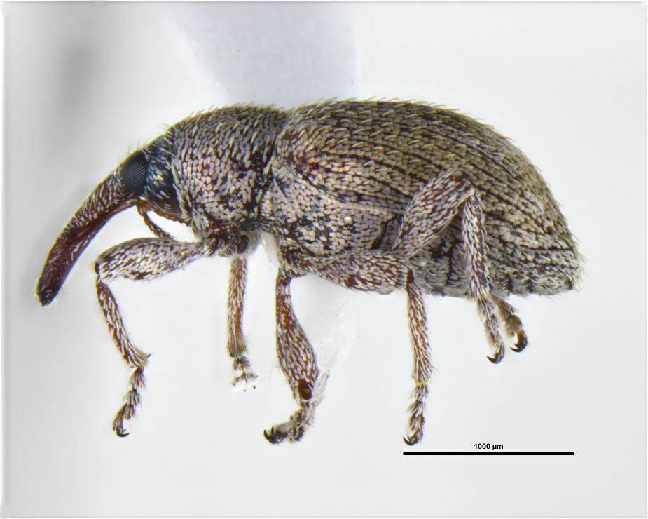 True Weevils from Perth WA, Australia on December 9, 2018 at 11:30 AM ...