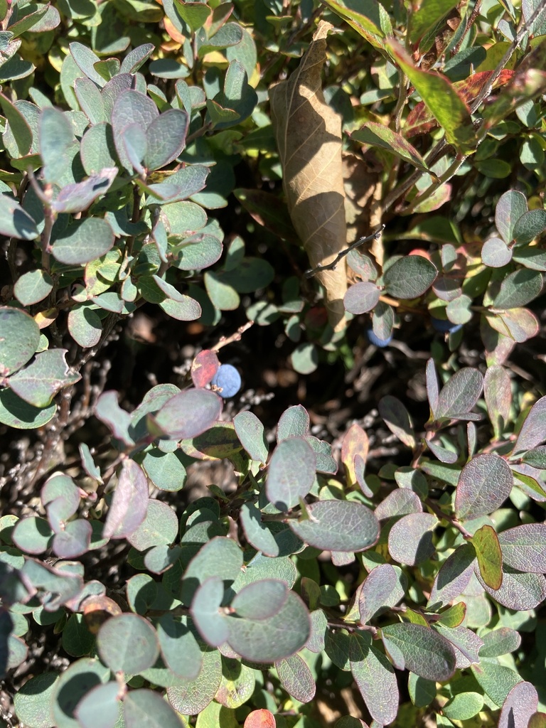 bog bilberry from Baxter, Piscataquis County, US-ME, US on September 03 ...