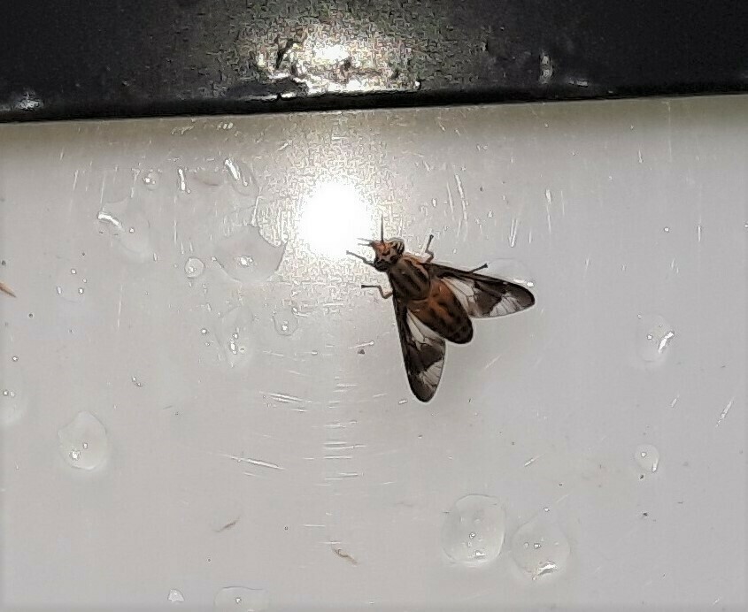 Striped Deer Fly from Plymouth, MA, USA on July 03, 2022 at 10:33 AM by ...