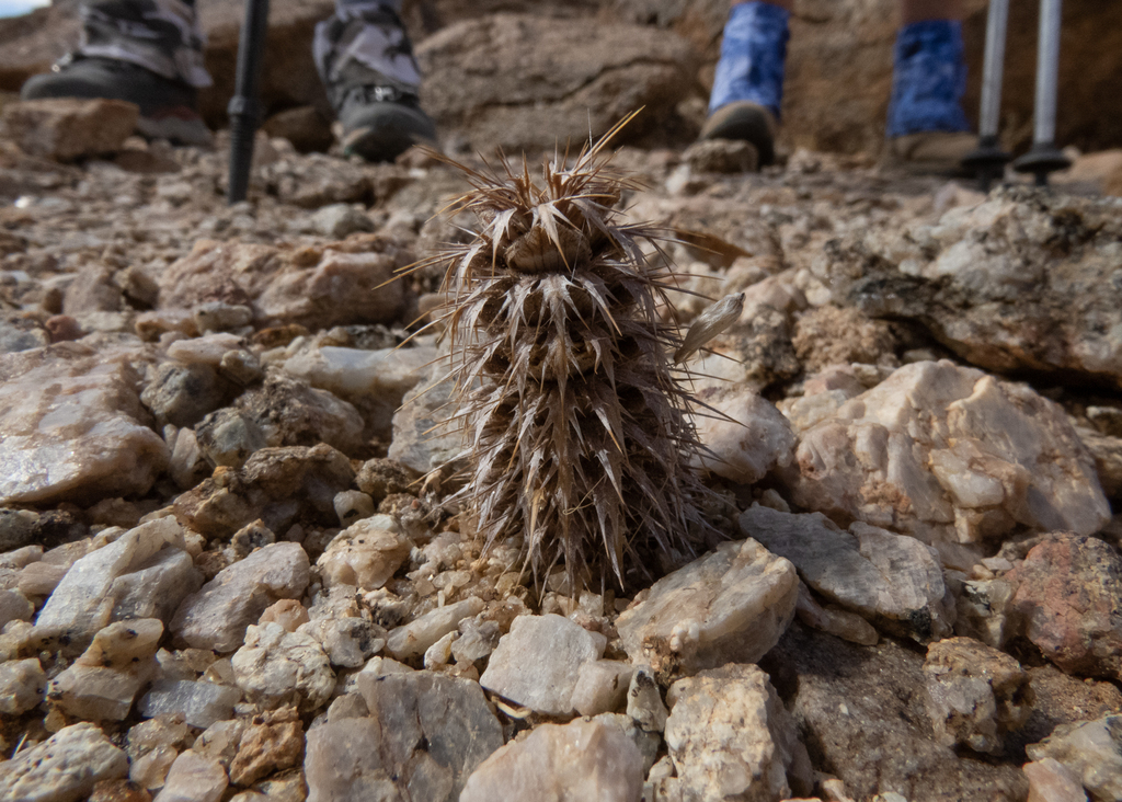 Namaqua Spikeviolet from Fish River Canyon, Namibia on August 14, 2022 ...