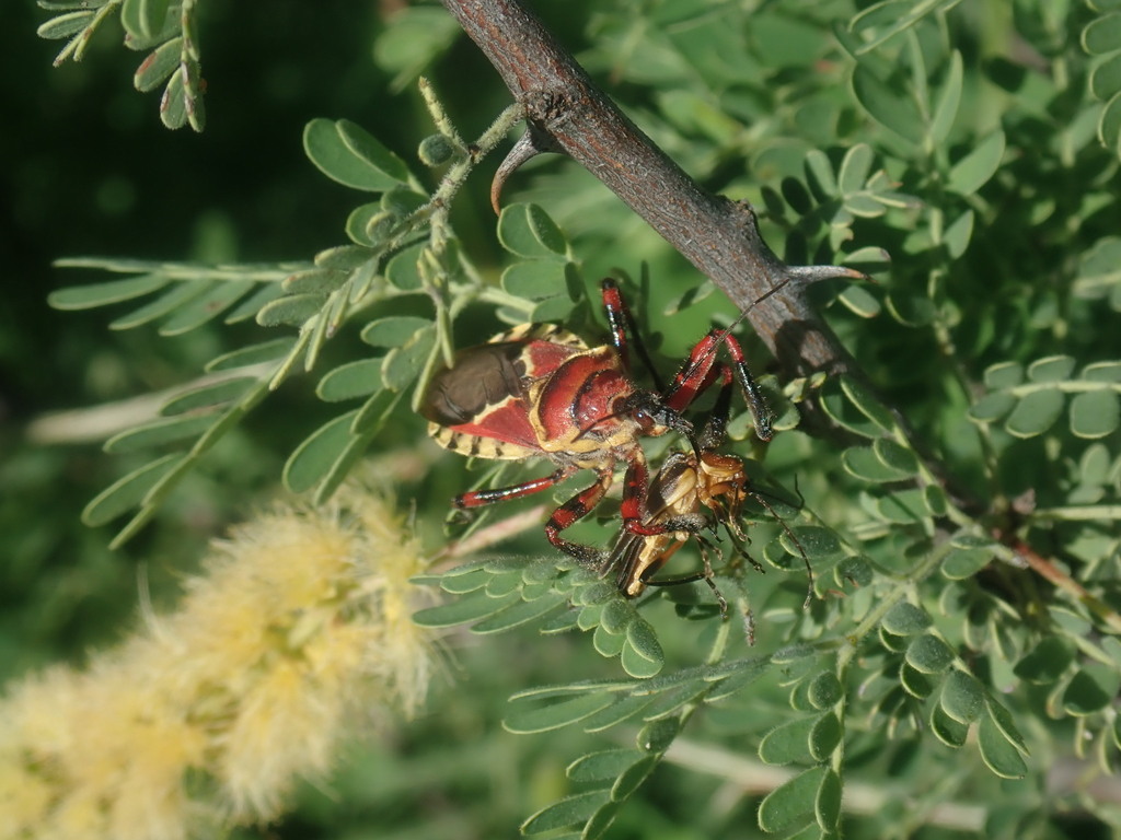 Yellow-bellied Bee Assassin from Santa Cruz, Arizona, United States on ...