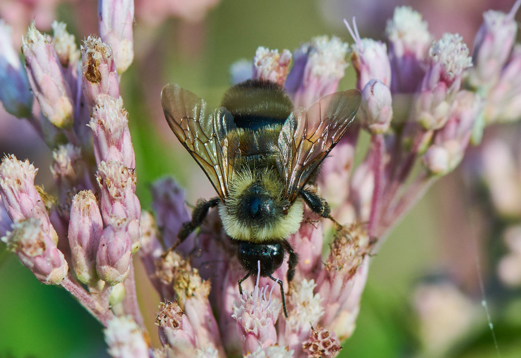 Rusty-patched Bumble Bee in August 2018 by lilphoebe. photo by Gary ...