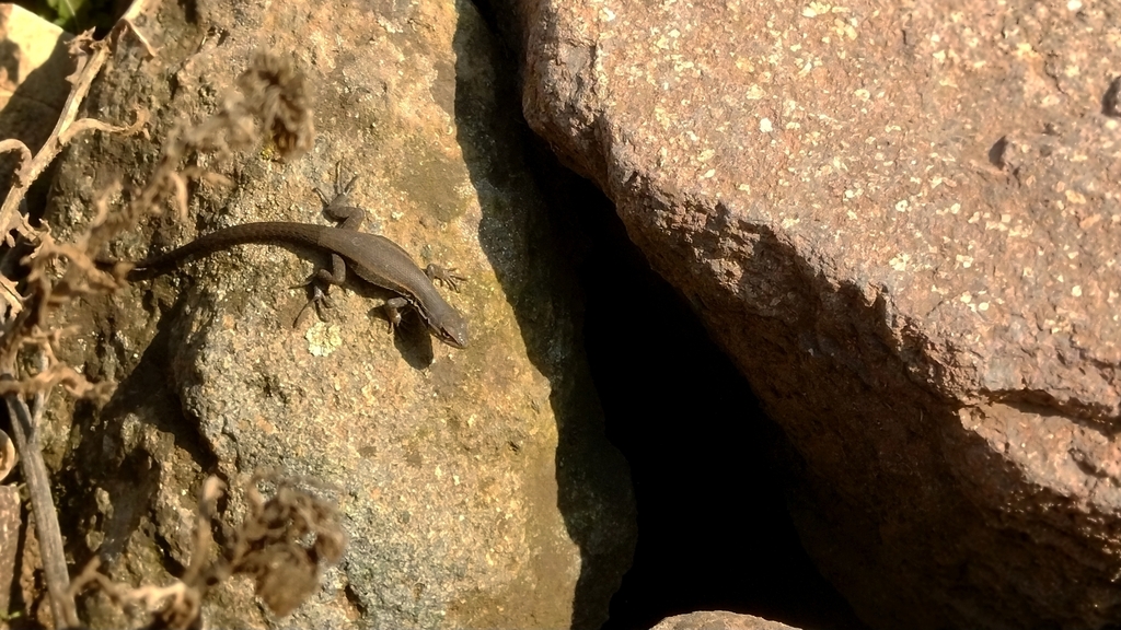 Dusky Smooth-throated Lizard in August 2022 by Joaquín · iNaturalist