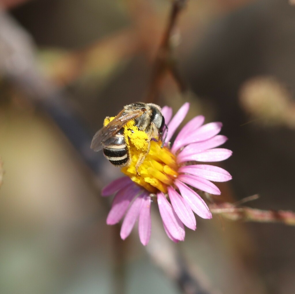 Ligated Furrow Bee from Point Loma Heights, San Diego, CA, USA on ...